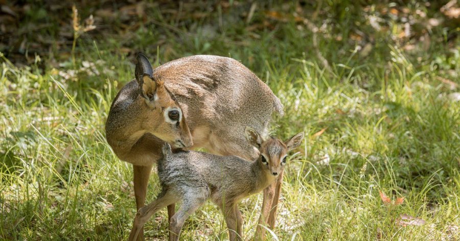 Little Rock Zoo announces the birth of a baby dik-dik