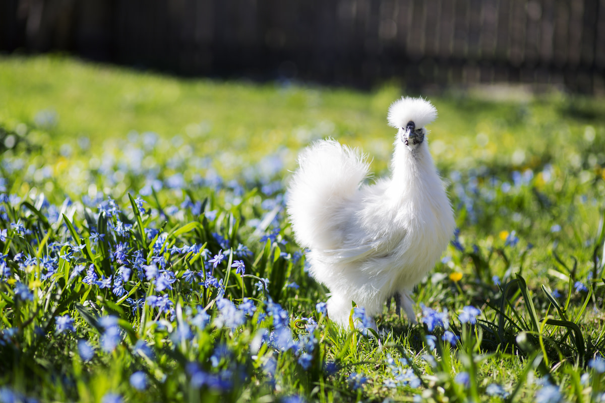 ‘Maniac’ Silkie Chicken Hurldle-Hopping to Guard Flock Is the ...