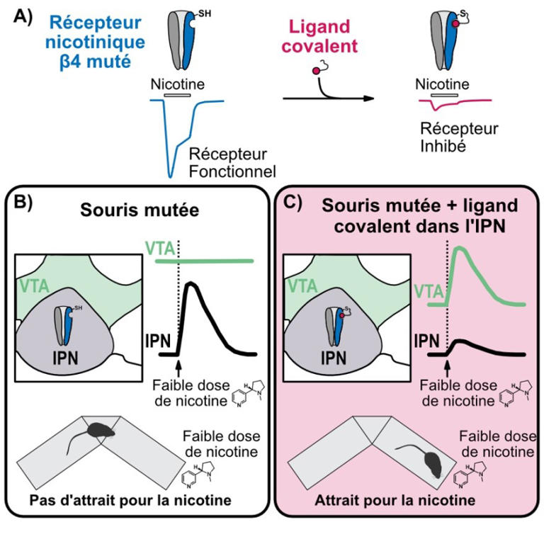 Nicotine addiction: a natural brake hidden in the brain 🚬