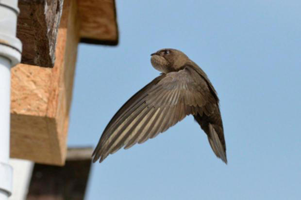 Farmer calls for action to protect endangered swift birds
