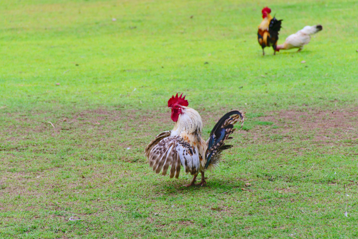 'Working' Chicken Keeps Cattle in Line Like the Best Little Livestock ...