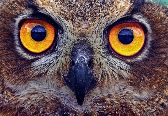 Animais com visão apurada conseguem perceber quase tudo ao redor