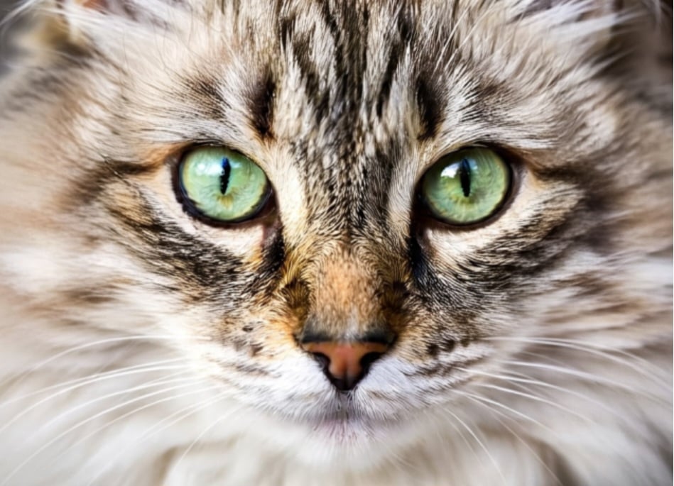 Animais com visão apurada conseguem perceber quase tudo ao redor