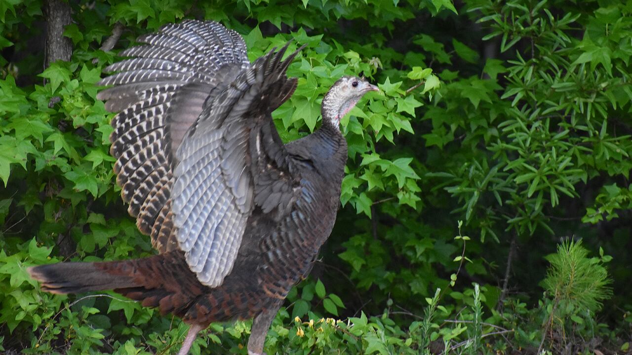 Hunters bag more than 51K turkeys during Missouri’s spring season