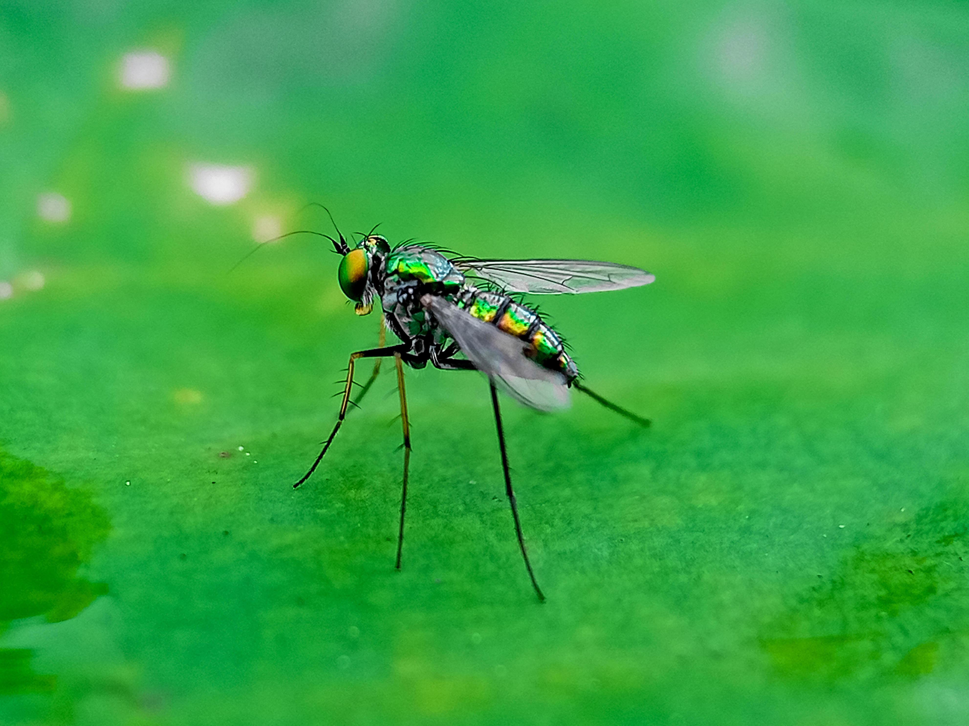 Flesh-Eating Fly That Poses Health Risks To Humans Is Back After 60 Years