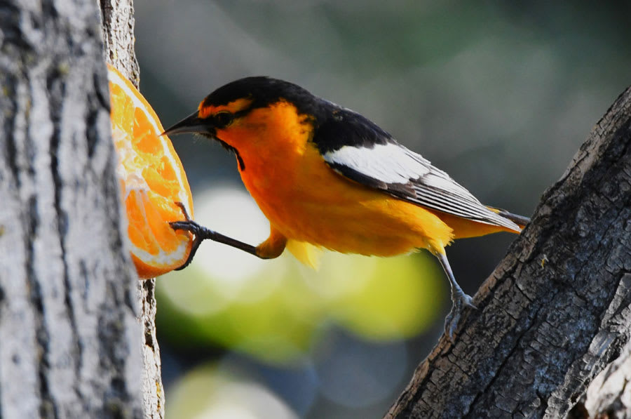 Colorful songbirds are showing up in east Idaho