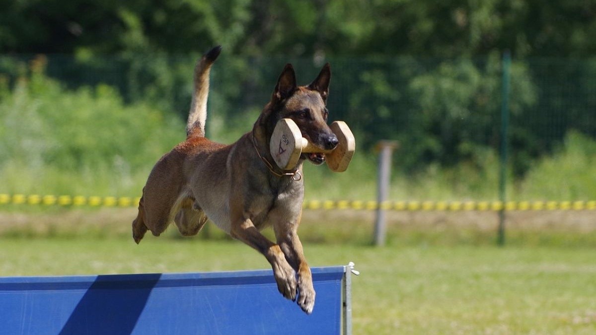 What Are K9 Dogs?: The canine heroes of police and military | Breeds ...