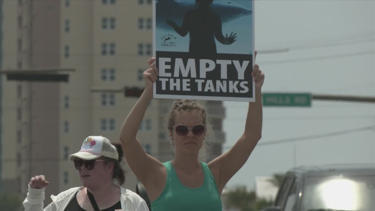 Activist gather for 'Empty the Tanks' protest at Gulf World Marine Park