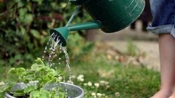 Lawan Kutu Putih! 5 Cara Efektif Lindungi Tanaman dari Hama Penghisap Sari