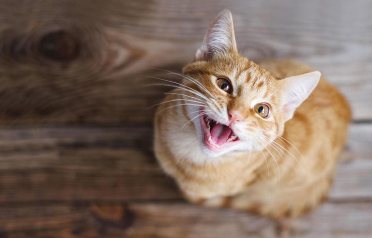 Miaou ? Comment décoder les messages cachés dans le vocabulaire ...