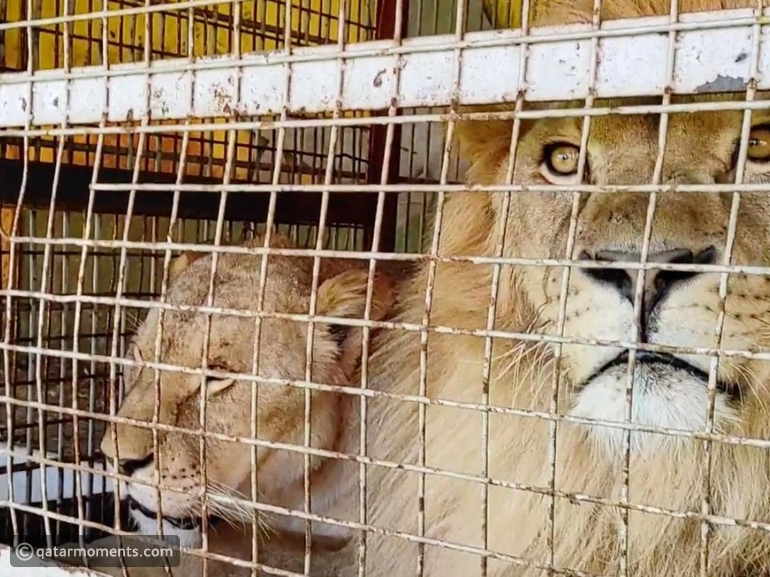 Rescued Circus Lions Fly to Freedom with Qatar Airways Cargo