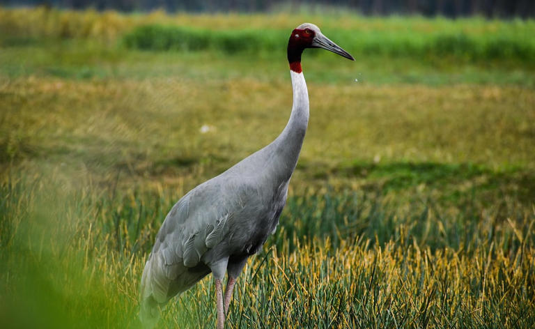 10 Notable State Birds Of India And Where To Spot Them