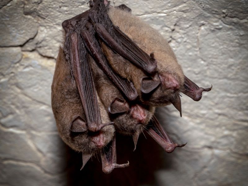 Histoplasmose: Familie infiziert sich in Fledermaushöhle mit Pilzerreger
