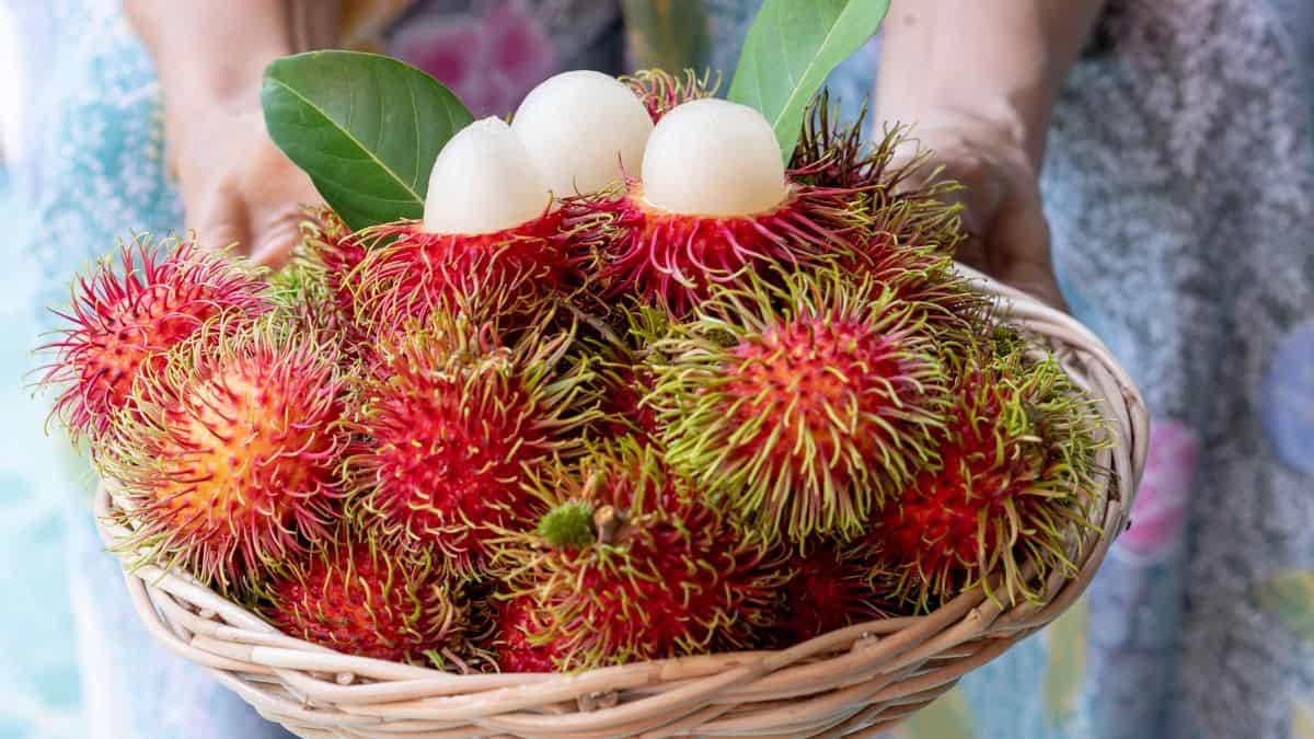 15 Unique and Exotic Fruits You May Have Never Tried But Should