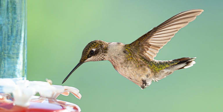 How Often Should I Clean My Hummingbird Feeder?
