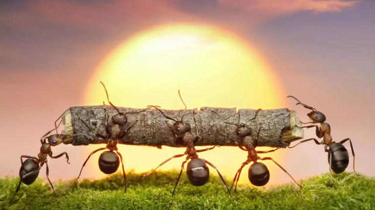 Scientists gave ants caffeine—what happened next would blow your mind