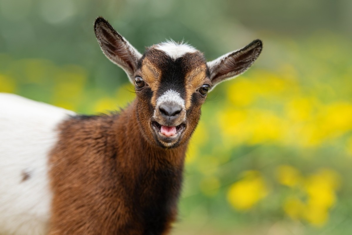 Video of Baby Goats 'Screaming' Like Human Kids Is Music To Everybody's ...