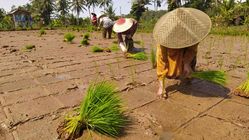 Petani Diminta Menggunakan Jerami sebagai Pupuk Organik untuk ...