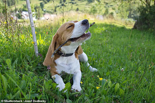 How to have a happy dog: Experts reveal nine-part formula to help your ...