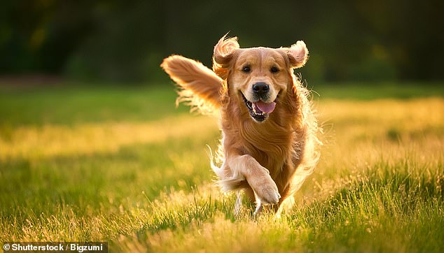 How to have a happy dog: Experts reveal nine-part formula to help your ...
