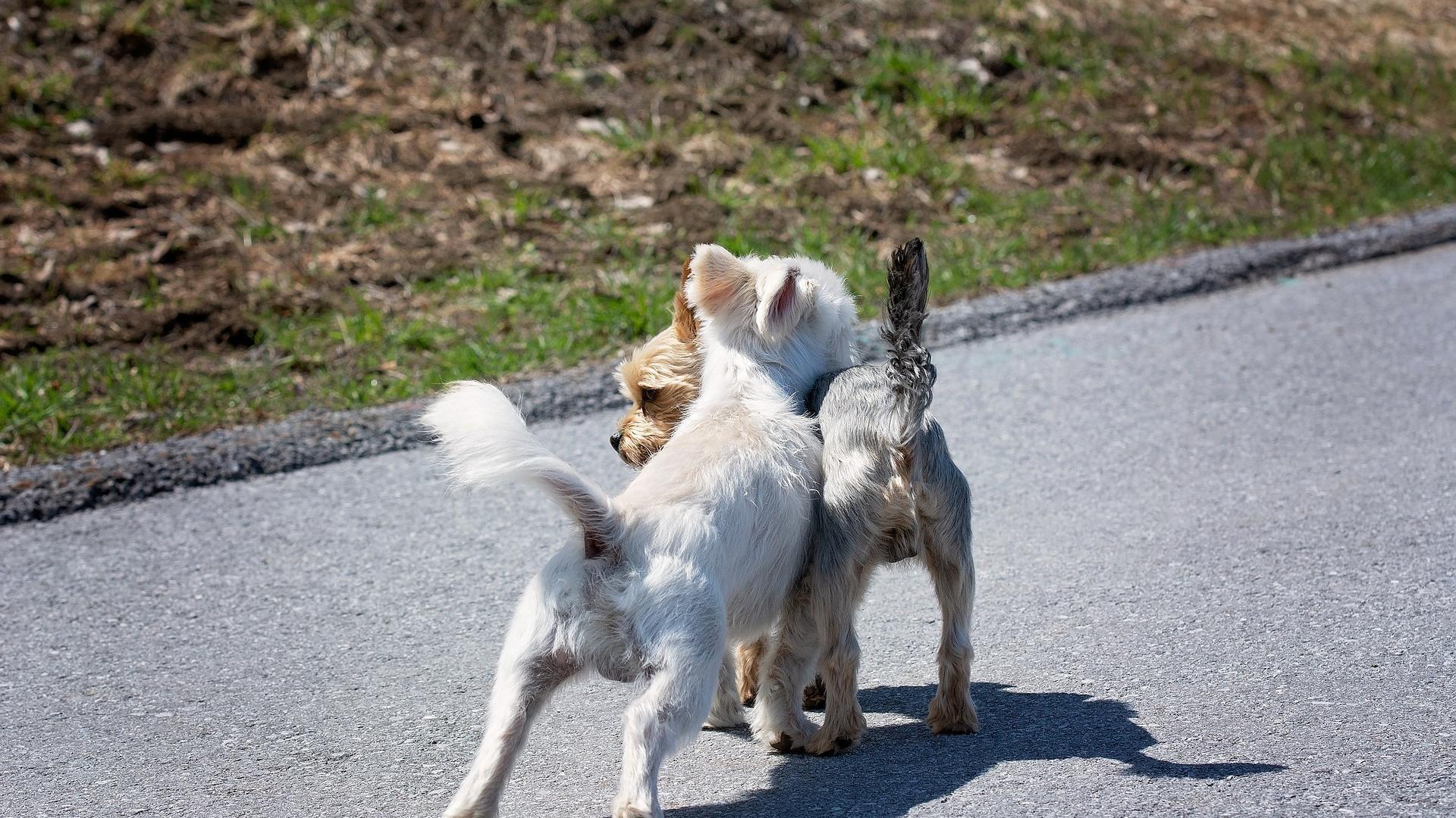 Anatomía canina: ¿por qué los perros se quedan ‘enganchados’ durante la ...