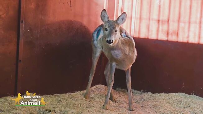 La nostra capriolina Dream
