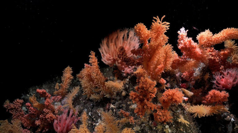 Coral gardens and volcano vents: See what scientists found in the icy ...
