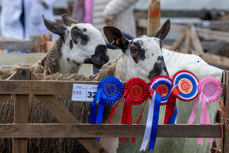 Otley Show 2025: Best pictures from the oldest one-day agricultural ...