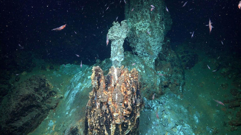Coral gardens and volcano vents: See what scientists found in the icy ...