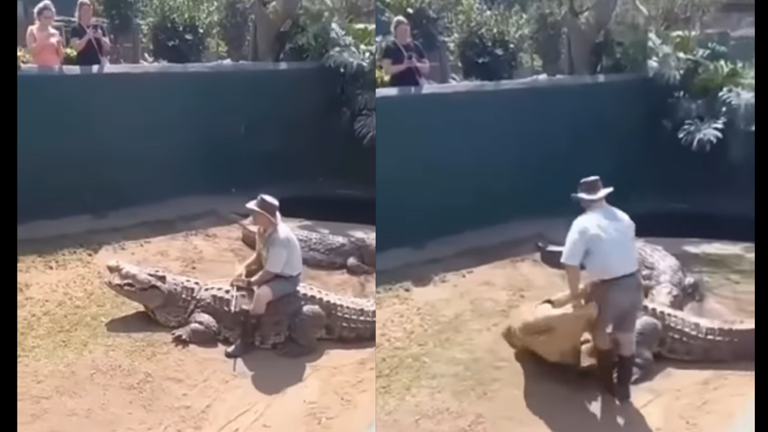Zookeeper Sits On Massive Crocodile To Entertain Visitors; Miserably Regrets Moments Later…
