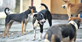 Rabies deaths raise concern over treatment procedures in Kerala