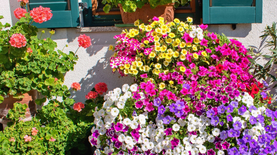 Balkonové květiny, které milují slunce: Nejkrásnější balkonovky pro ...