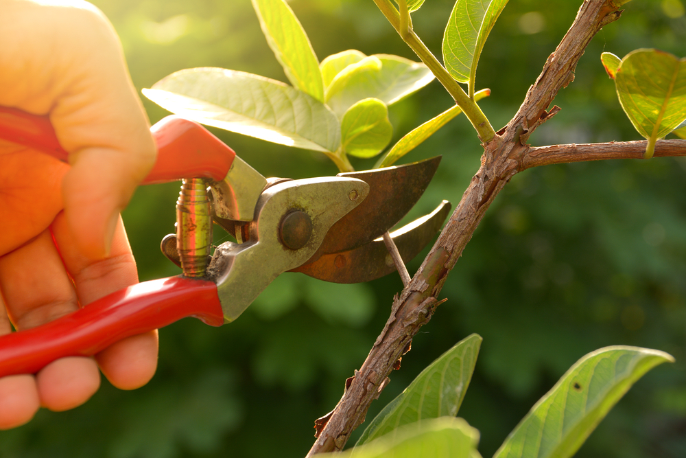 5 Pruning Mistakes Gardeners Should Avoid