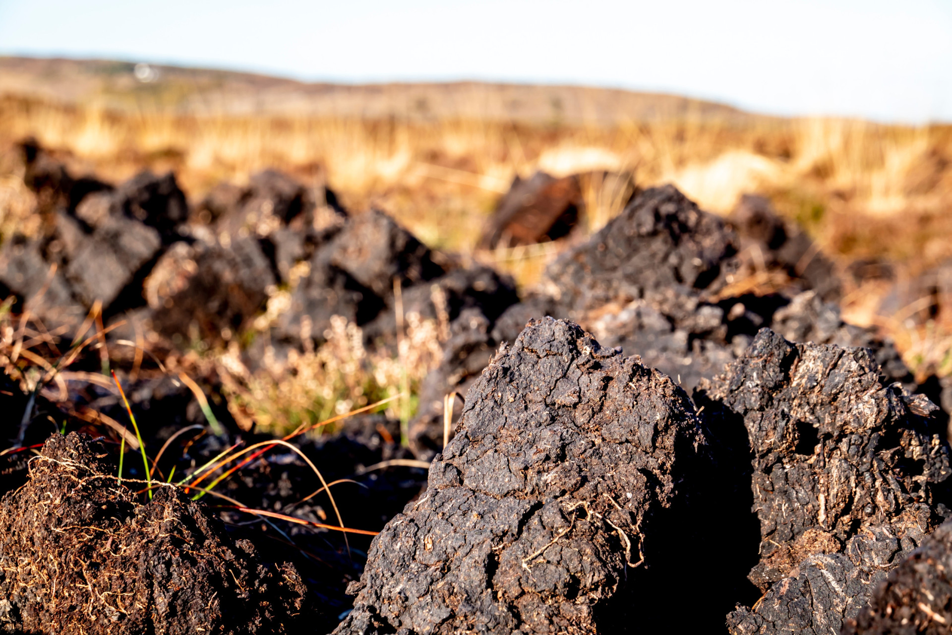 Why are peatlands so important for climate and nature?