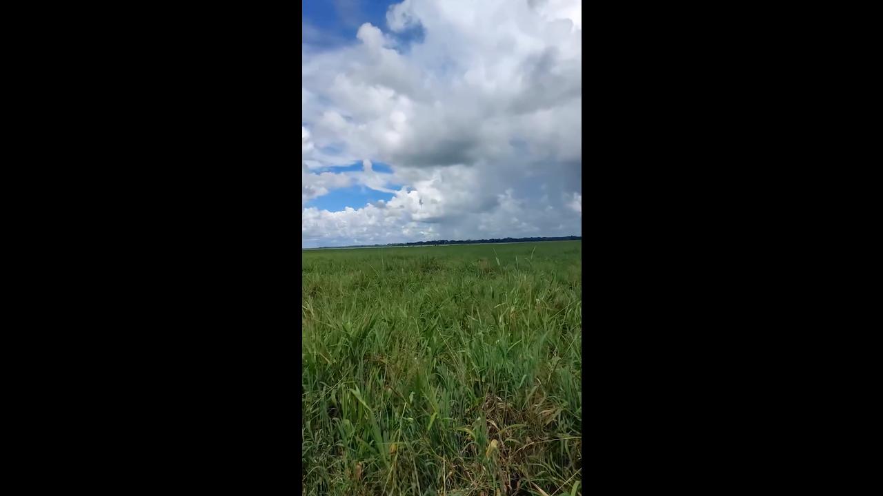 Plane crash passengers survive 36 hours in alligator-infested swamp in ...