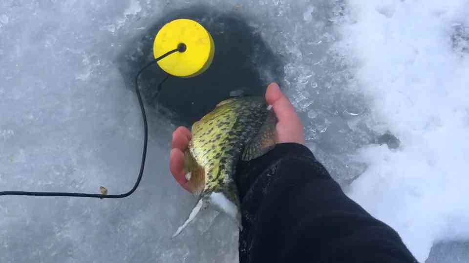 How to Catch Bluegill and Slab Crappie through the Ice!! (Surprise Catch)