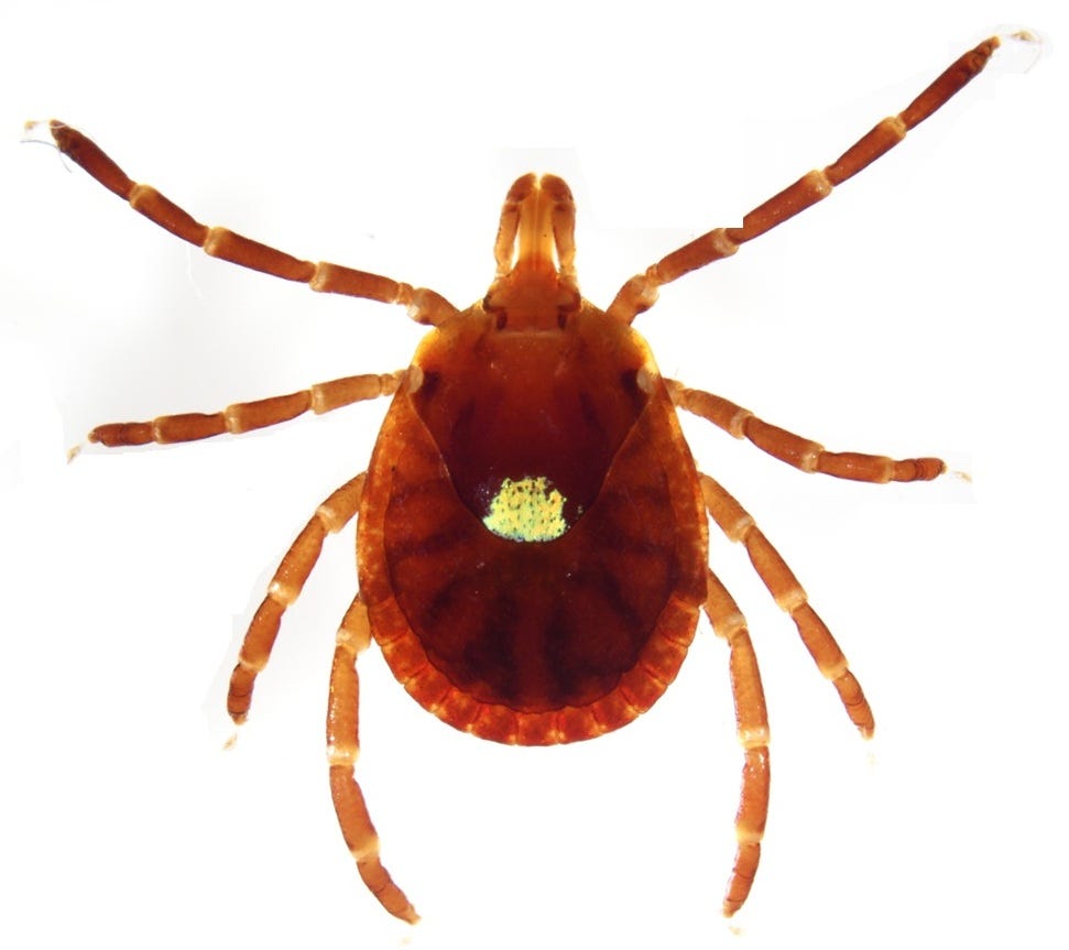 Yes, there are more ticks in Delaware this year. What to know, how to ...