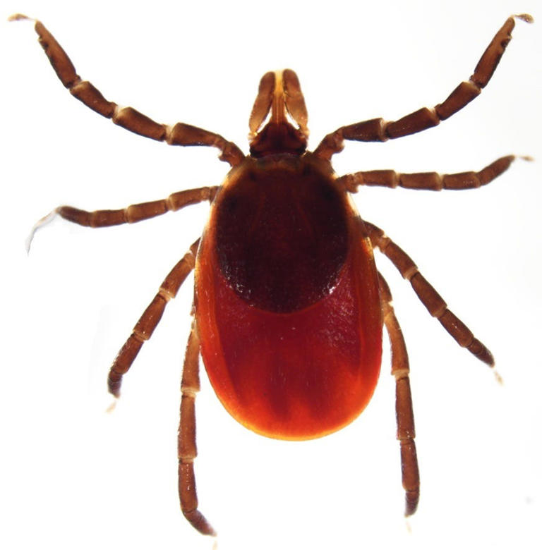 Meat allergy caused by some tick bites on the rise. What to know, how ...