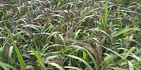 India develops world’s first genome edited rice varieties to boost ...