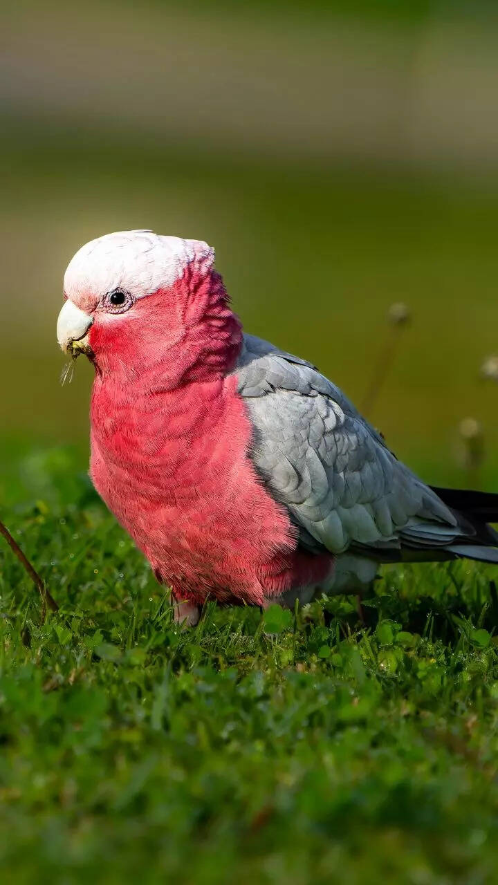 8 most beautiful pink birds that colour the sky in beautiful hues