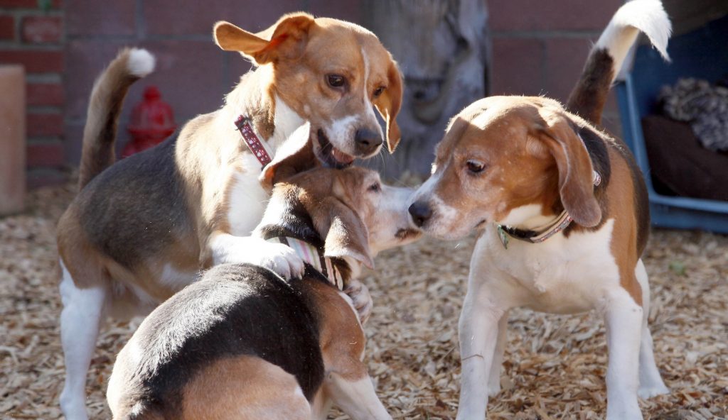 Jay Bhattacharya announces NIH ‘got rid’ of all beagle experiment labs