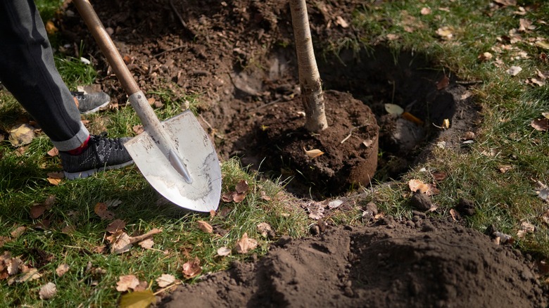 The Low-Maintenance Privacy Tree That's Perfect For Small Backyards ...