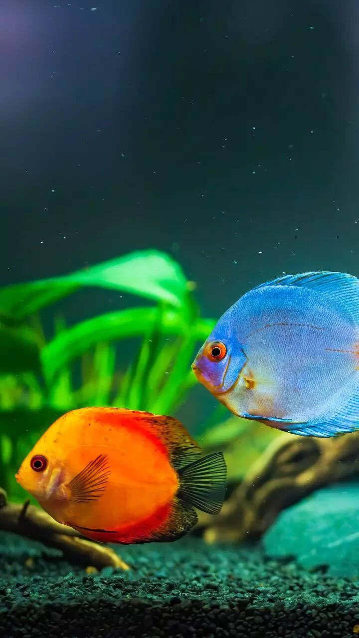 10 most beautiful and colourful freshwater aquarium fish