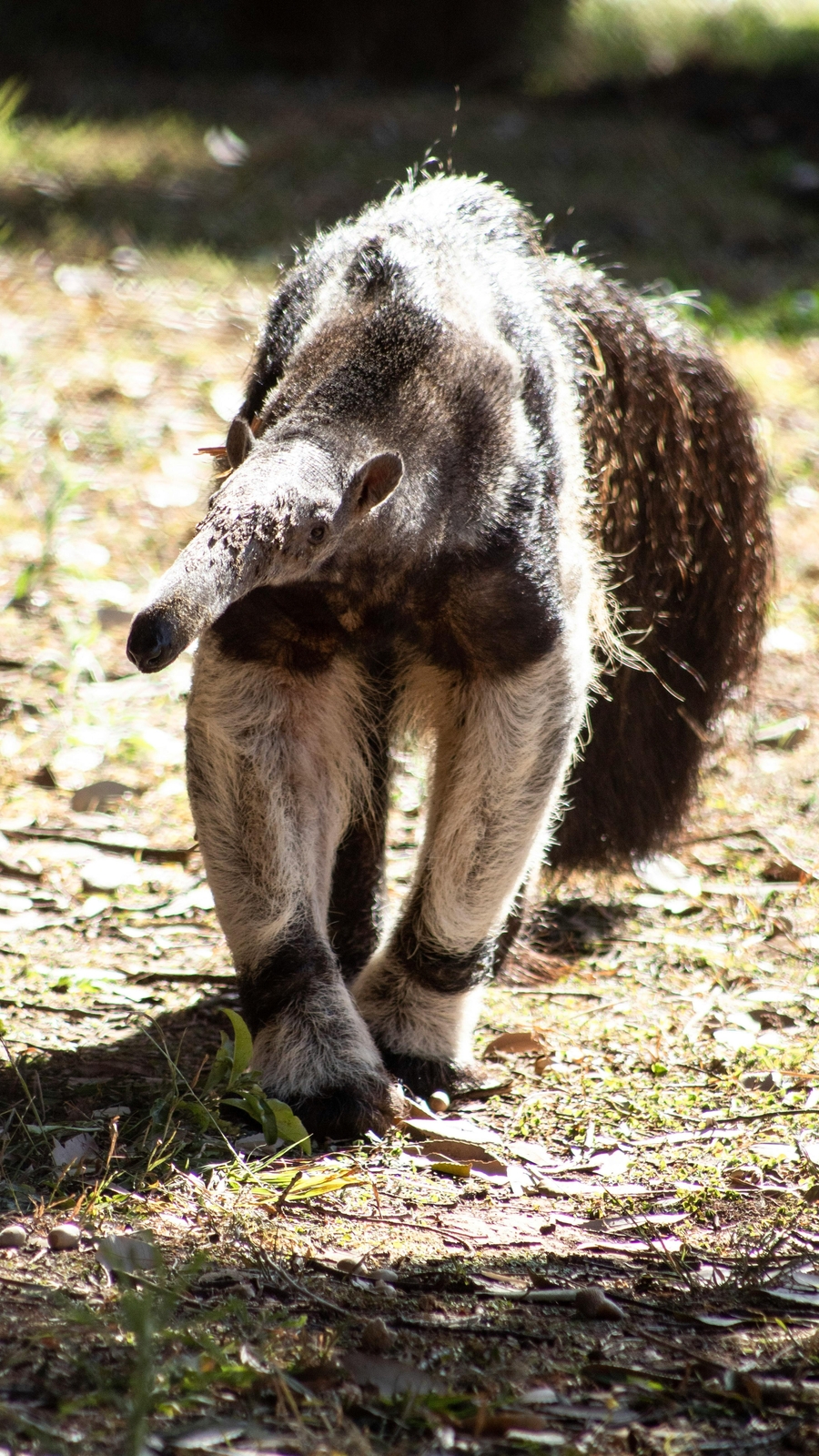 Discover toothless animals and how they survive in nature