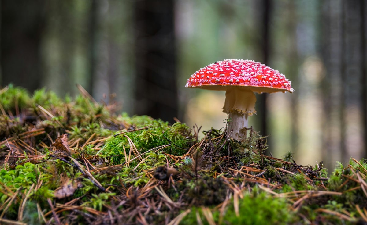 Deadly Fungus Could Kill Millions In Asia, Europe And The Americas ...