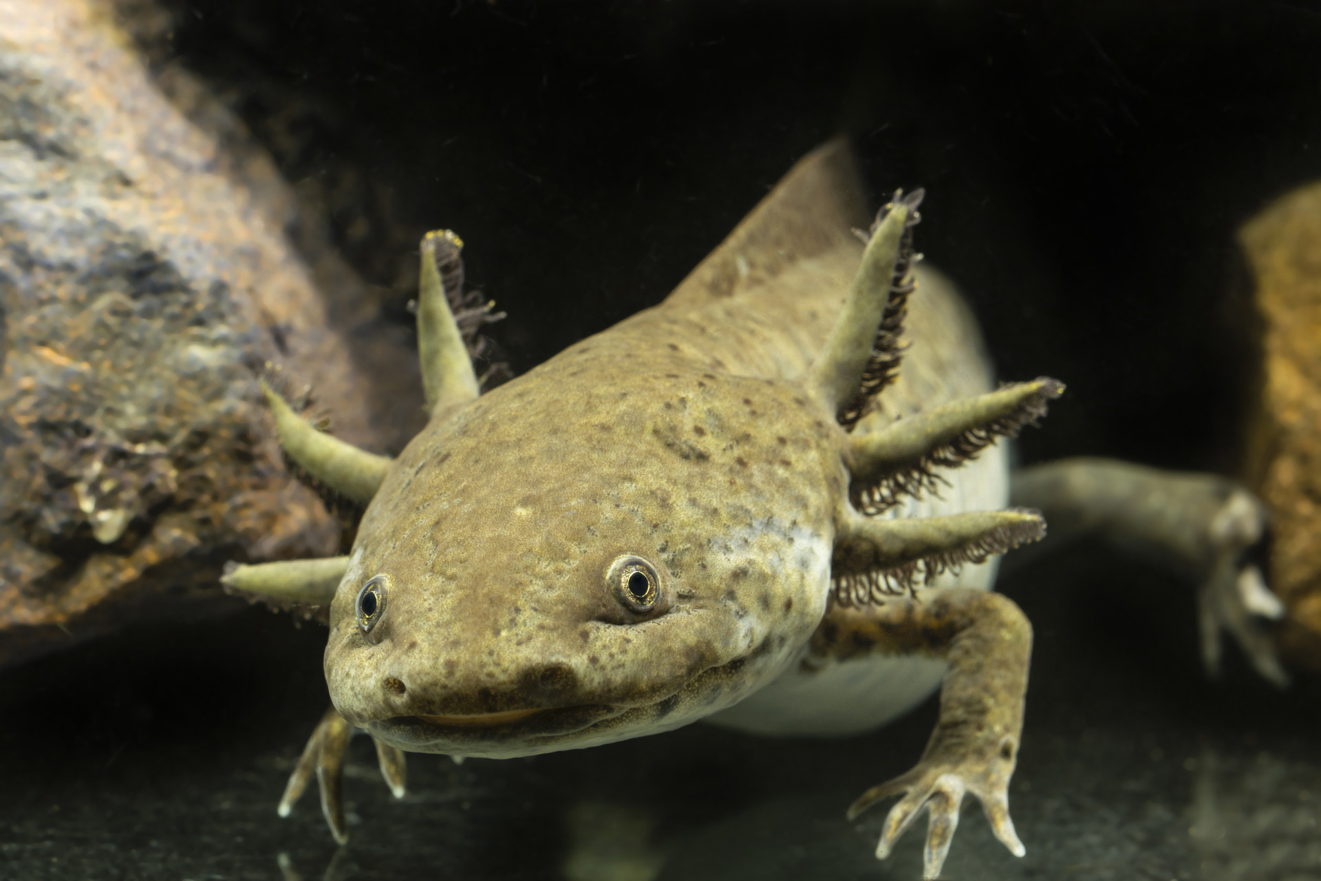 Wild animals you probably shouldn't keep as pets