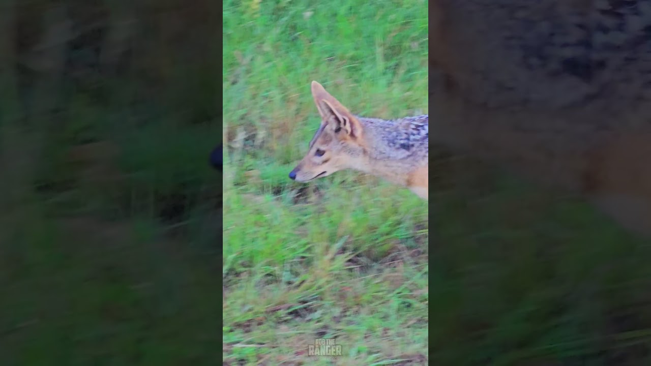Black-backed jackal stalks prey in Mara plains hunt