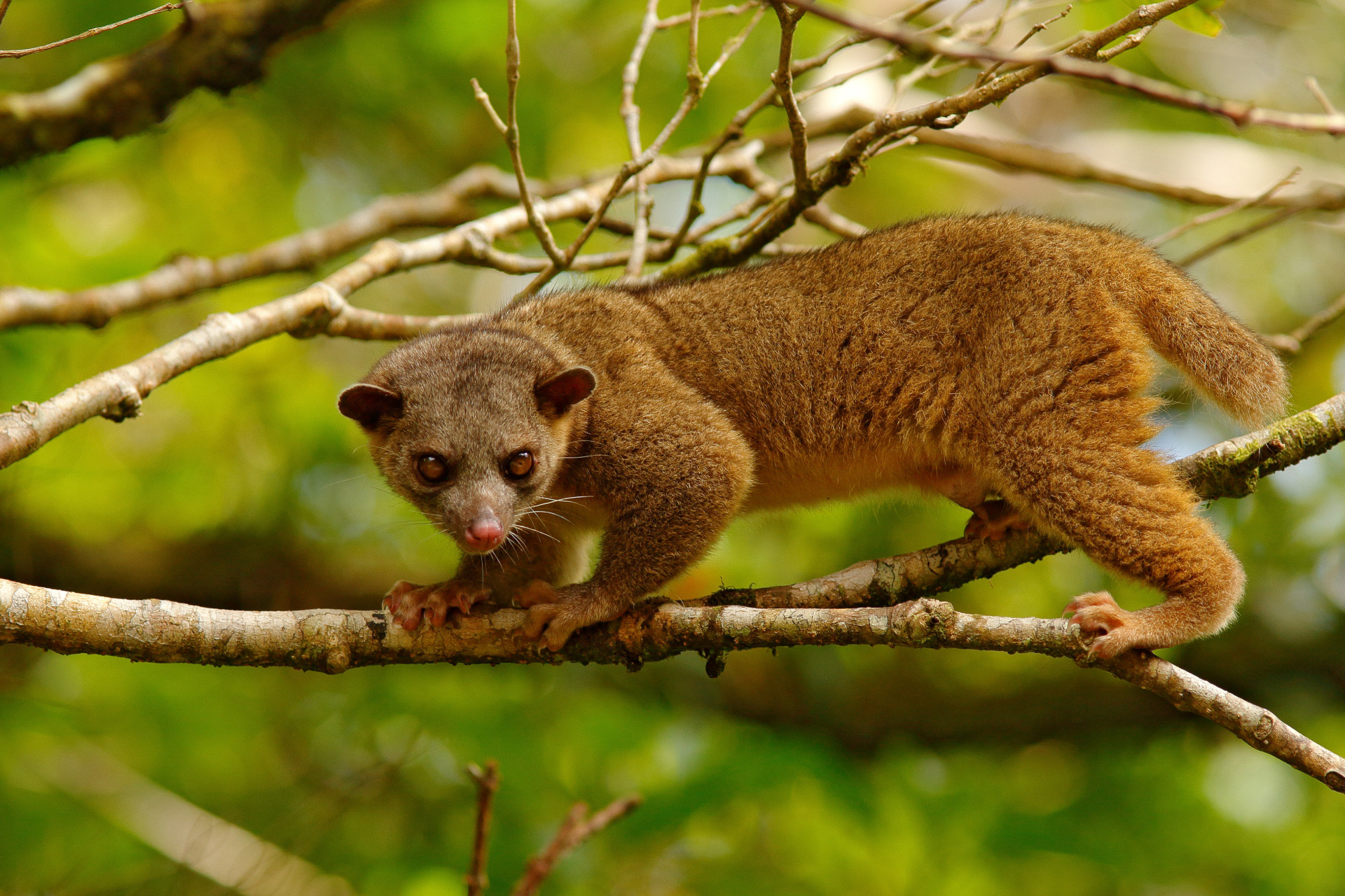 Wild animals you probably shouldn't keep as pets