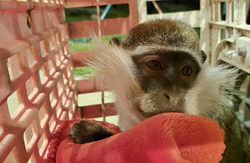 Monkeys found in chains and bathrooms: Israel steps up wildlife rescue ...