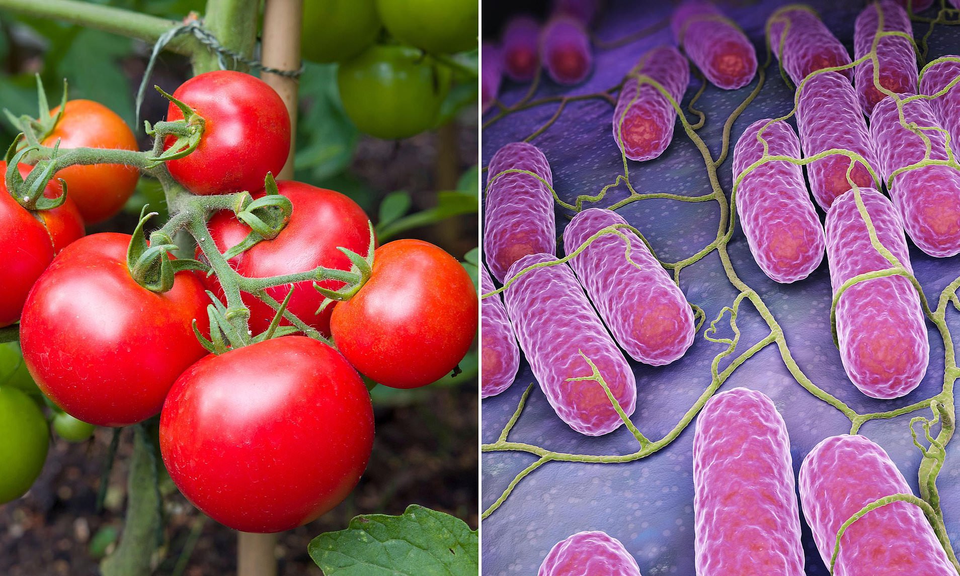 Urgent nationwide recall for tomatoes that could KILL or trigger severe ...